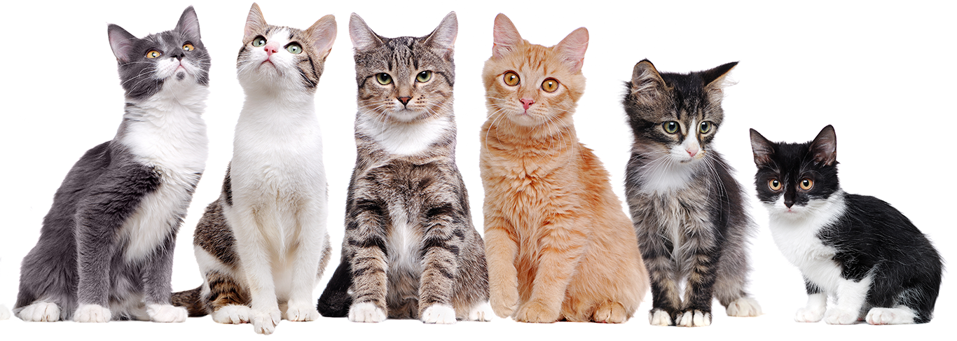 Cats in the stats - Statistics Canada